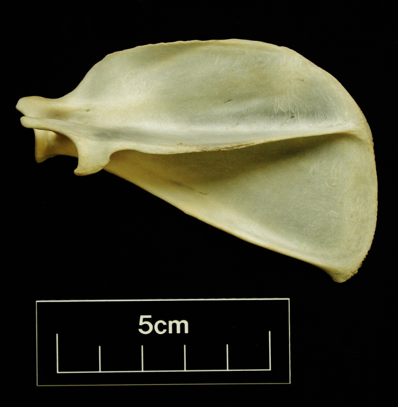 Week 1 self-test (compiled by David Orton, University of York)