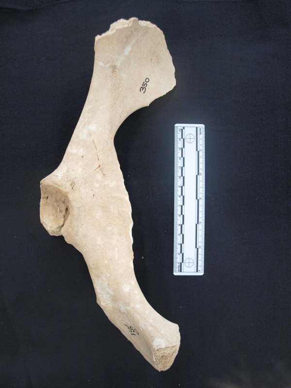 Week 1 self-test (compiled by David Orton, University of York)