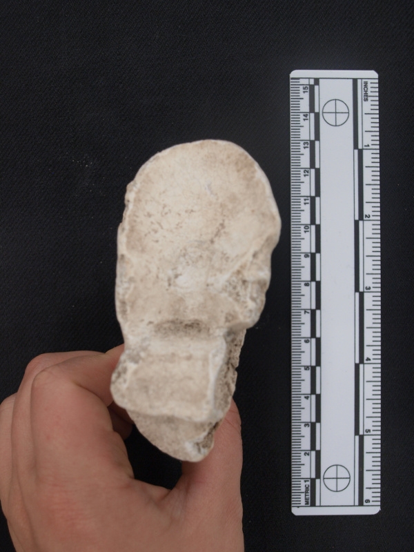 Week 1 self-test (compiled by David Orton, University of York)