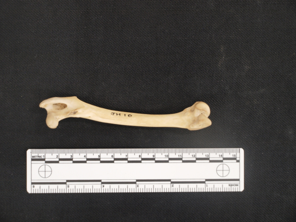 Week 1 self-test (compiled by David Orton, University of York)