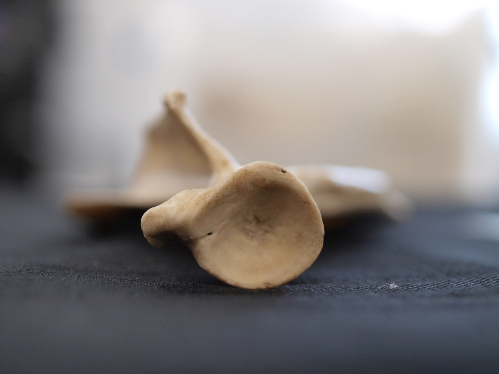 Week 1 self-test (compiled by David Orton, University of York)