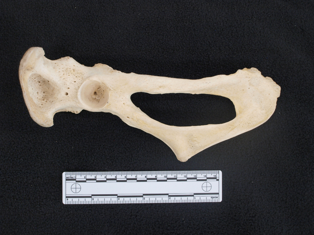 Week 1 self-test (compiled by David Orton, University of York)