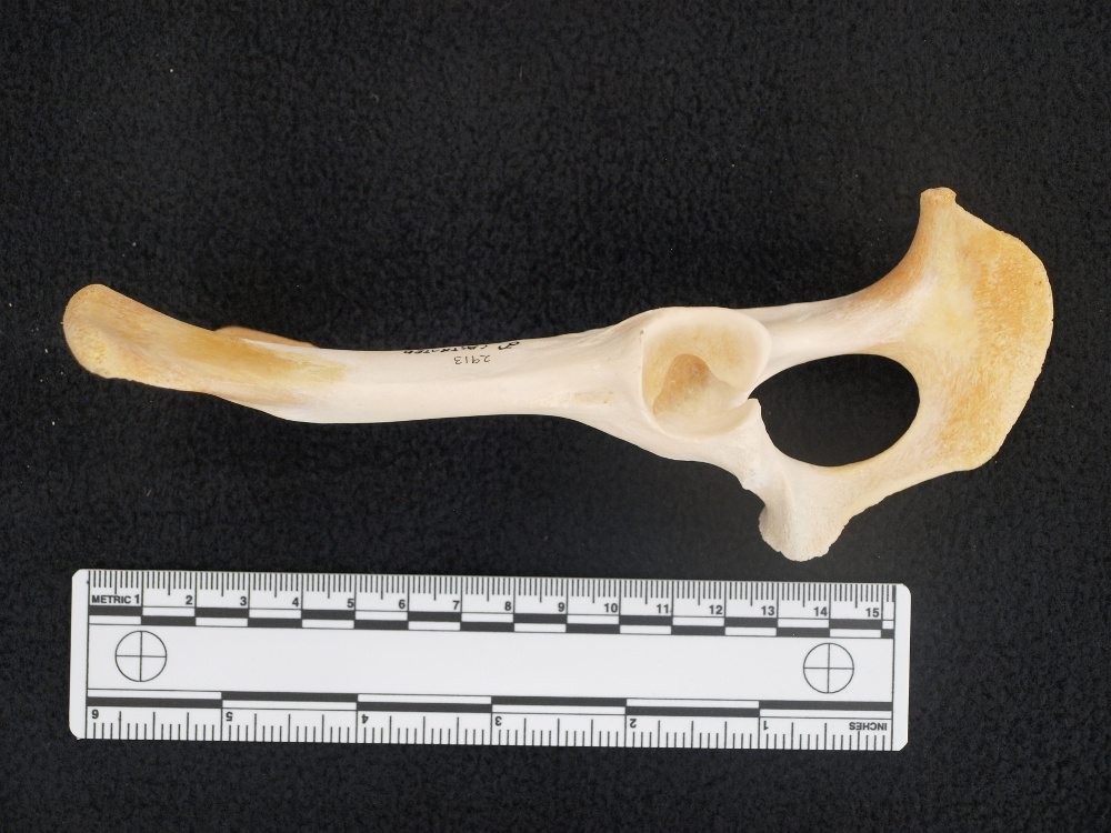 Week 1 self-test (compiled by David Orton, University of York)